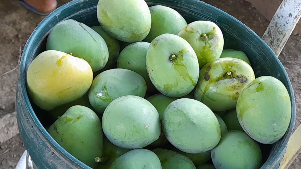 MANGOES IN THE FARM #farmlife #countrylife #naturesounds #farming - YouTube