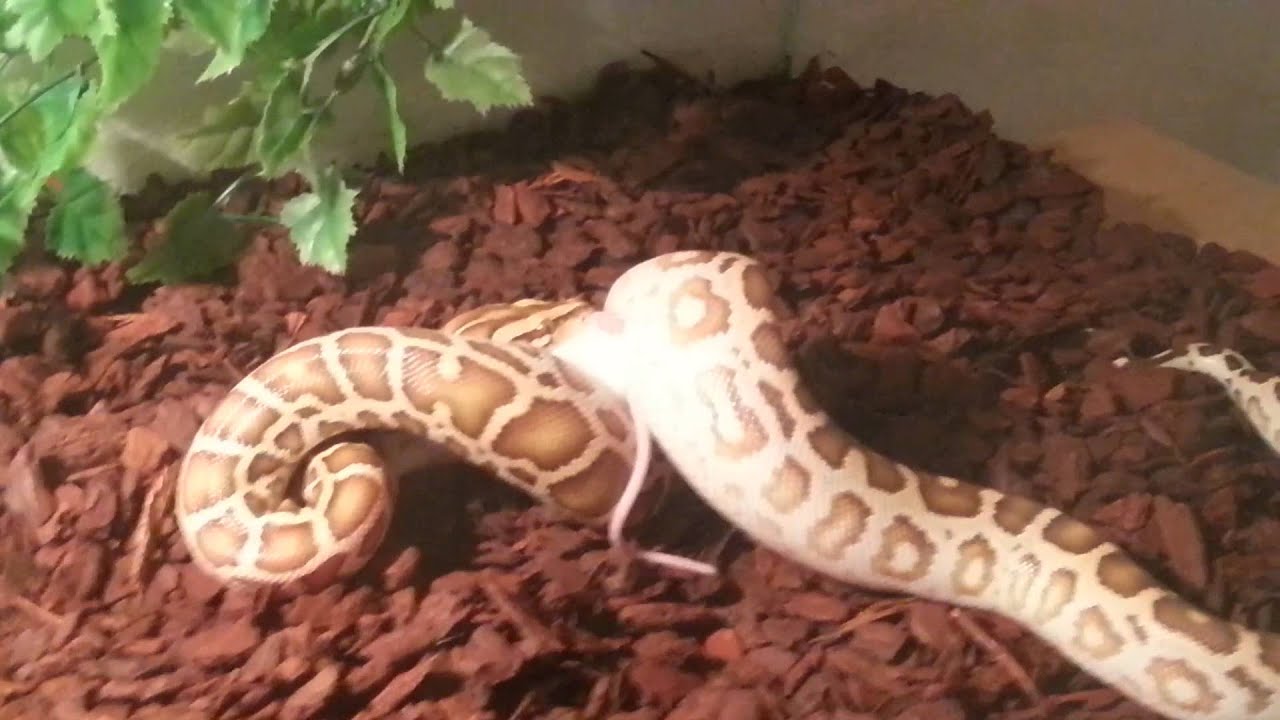 Mein Hypo Tigerpython beim Fressen - YouTube
