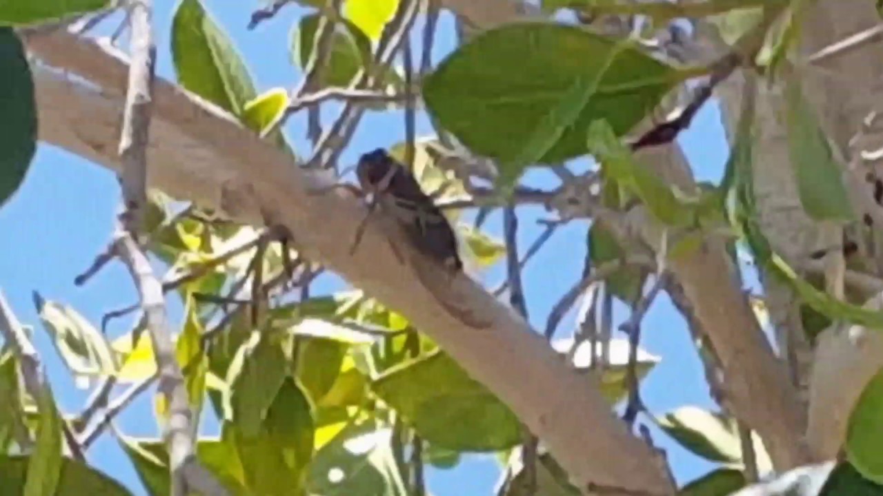 El sonido de la chicharra. - YouTube