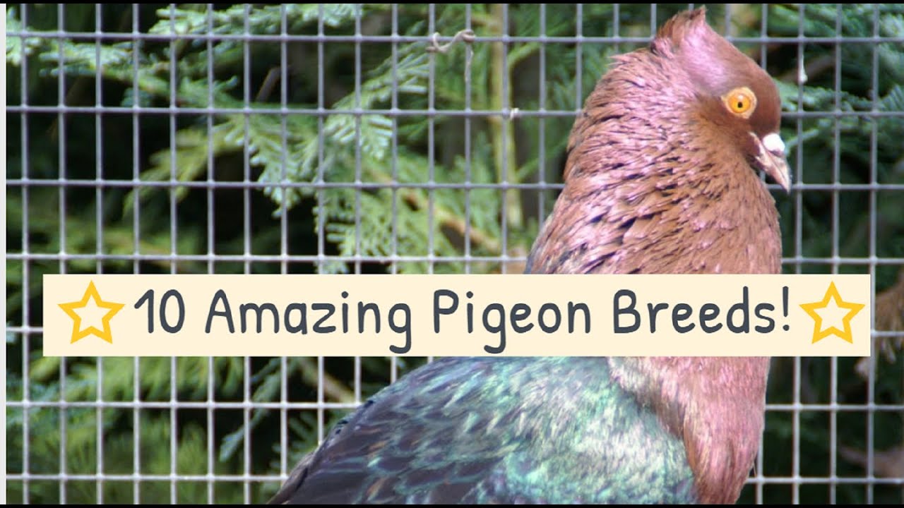 10 of the most amazing fancy pigeon breeds - YouTube