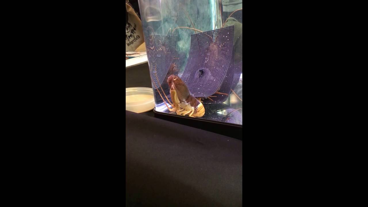 Rarely seen - juvenile lobster sheds its shell - YouTube