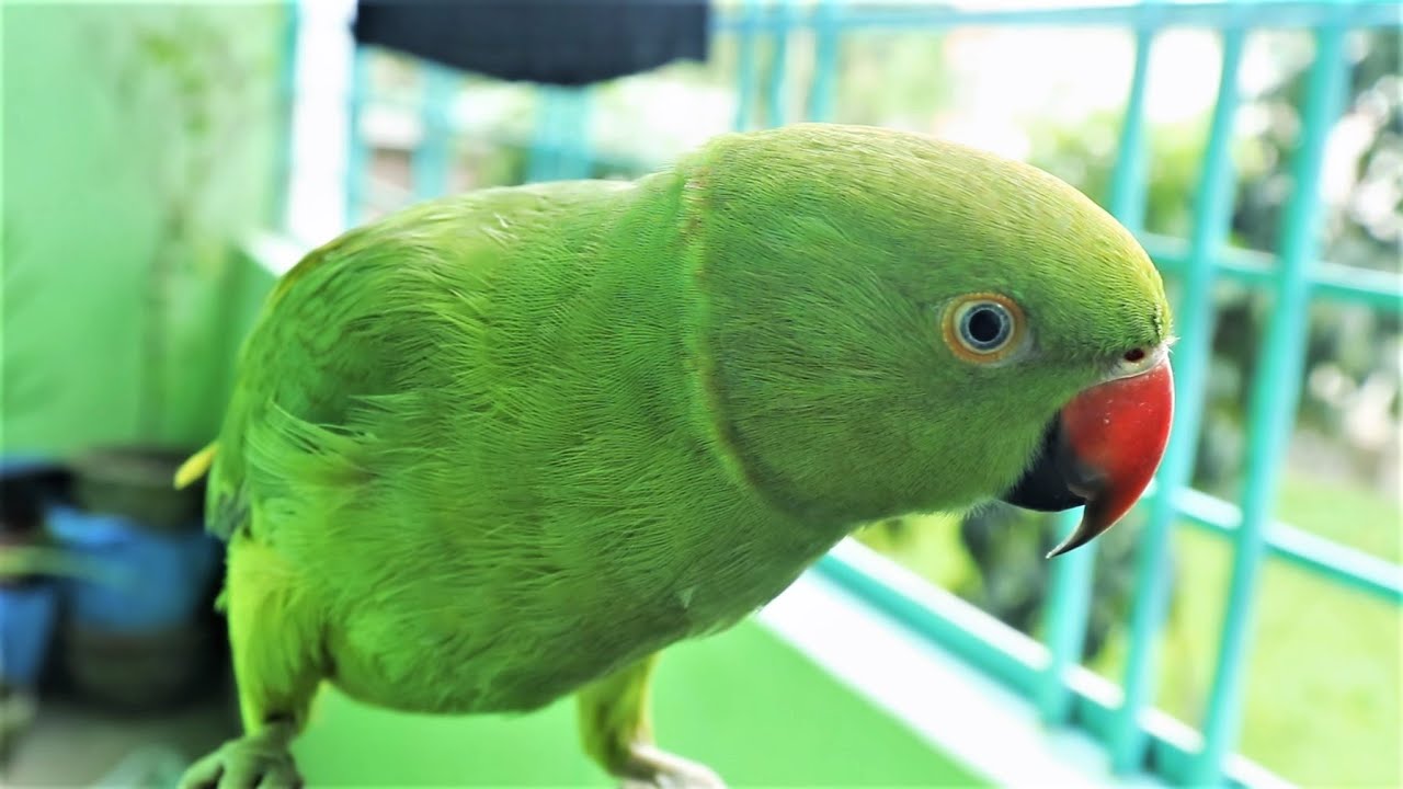Parrot's Chirping at Morning | Natural Parrot Sounds | Parrot Calling ...