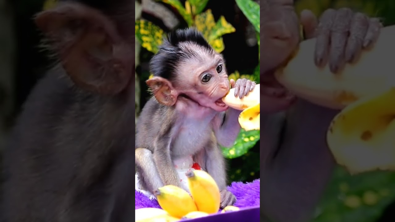 Cute Baby Monkey Eating Banana #shorts - YouTube