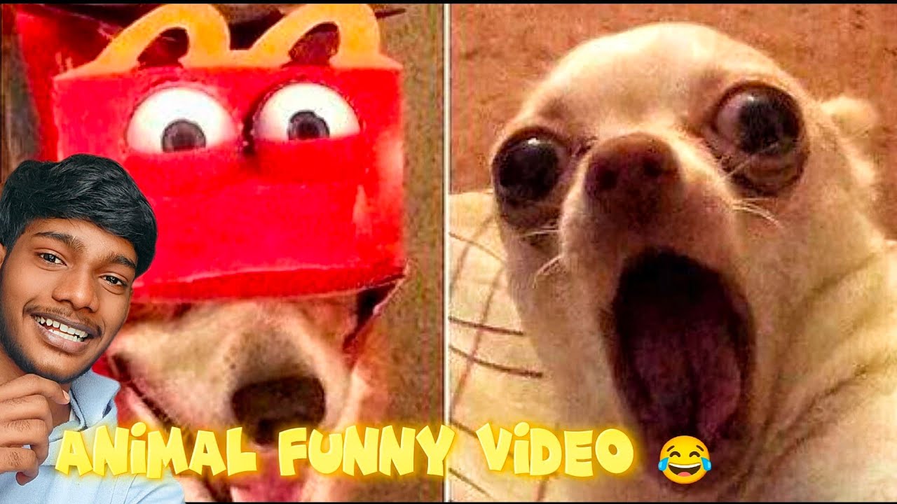 try not to laugh meme video 😂 [Doggies bhai to Gaya 😂] - YouTube
