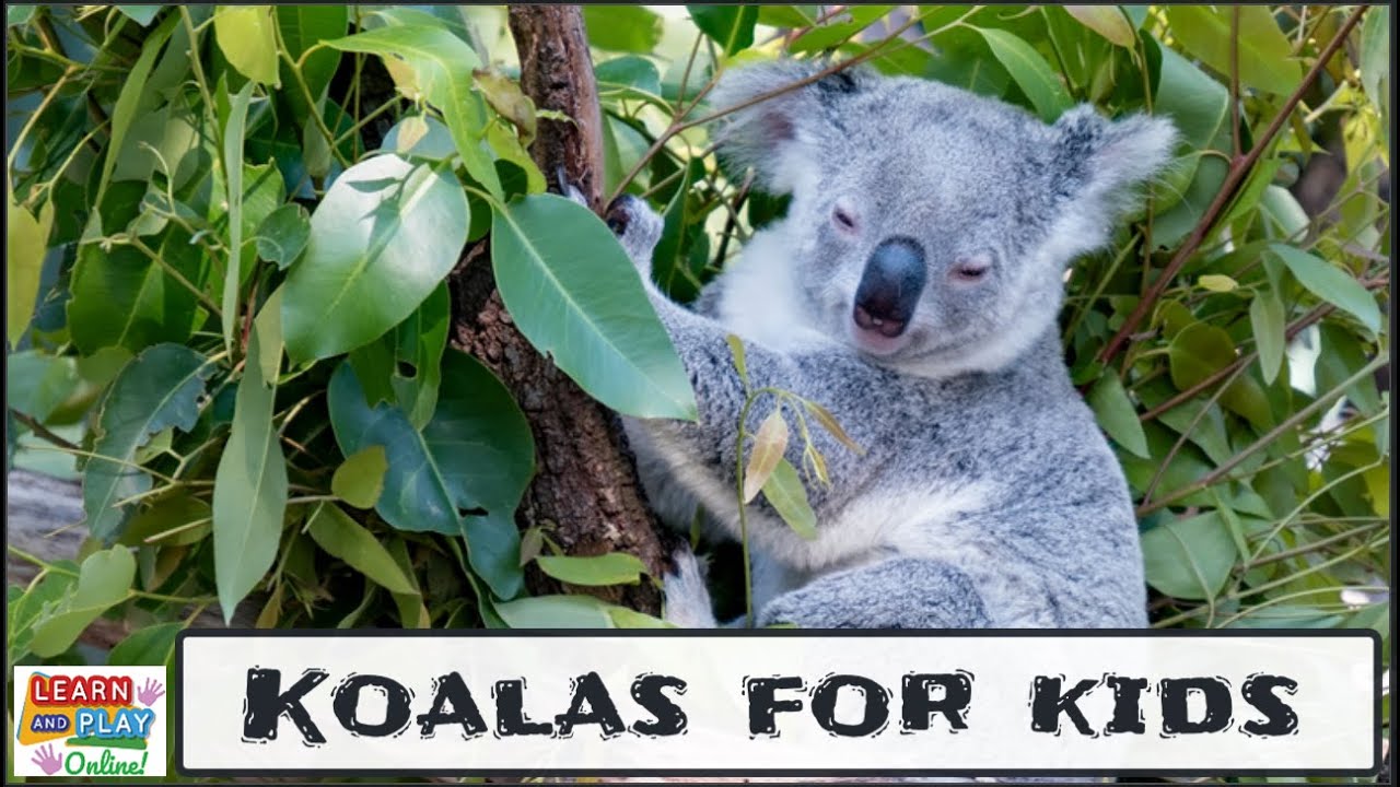 Koala Facts For Kids Information Pictures Video More