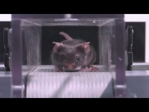 Bomb-sniffing mice detect explosives - YouTube