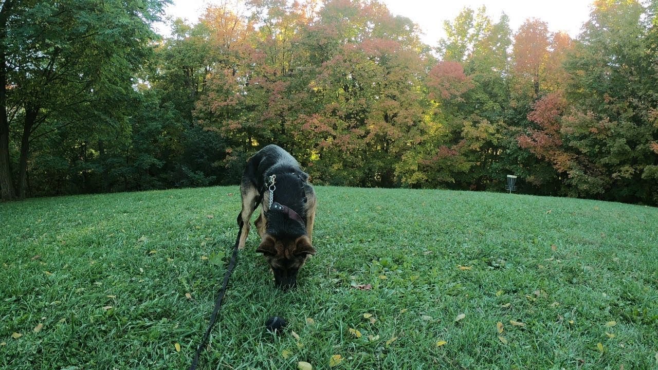 GERMAN SHEPHERD puppy loves playing fetch - YouTube