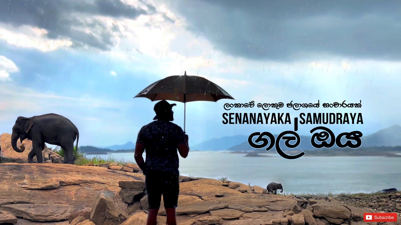 Senanayake Samudraya| Reservoir |Elephants in Sri Lanka-04 ලංකාවේ ලොකුම ...