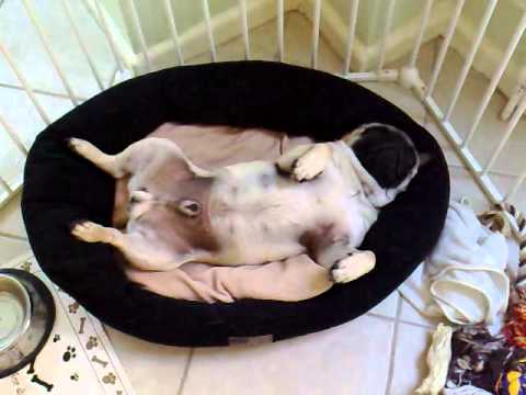 Sleeping guard dog pug gets rude awakening - YouTube