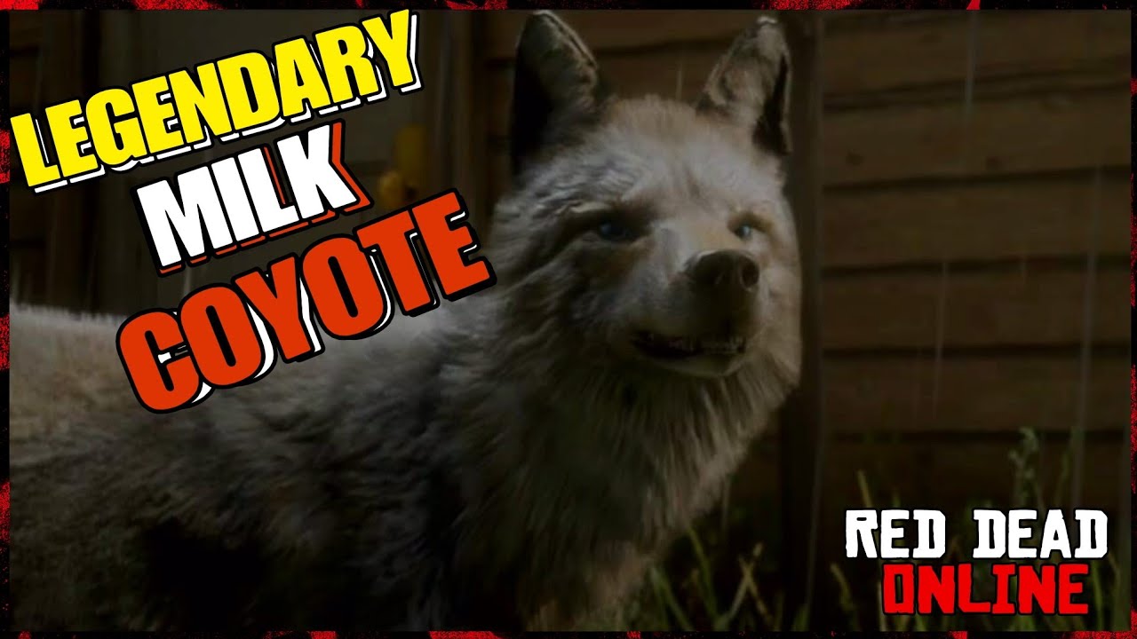 Legendary Milk Coyote Location & Garment set Red Dead Online Guide ...