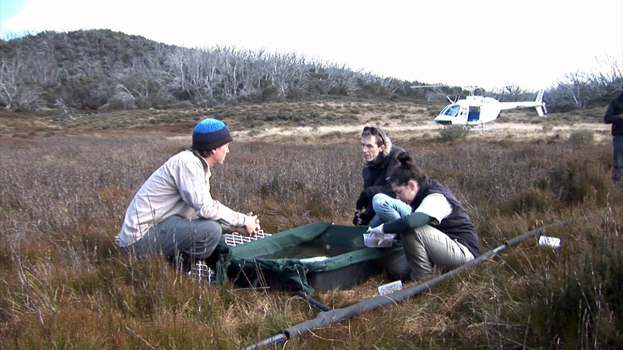 The Frog Hunters - The effort to save the Southern Corroboree Frog ...
