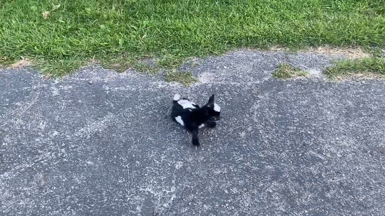 So HAPPY Mini Baby Goats Hopping & Jumping & Skipping - YouTube