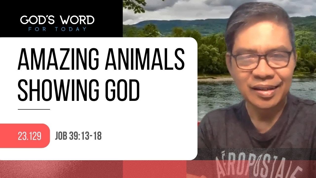 23.129 | Amazing Animals Showing God | Job 39:13-18 | God’s Word for ...