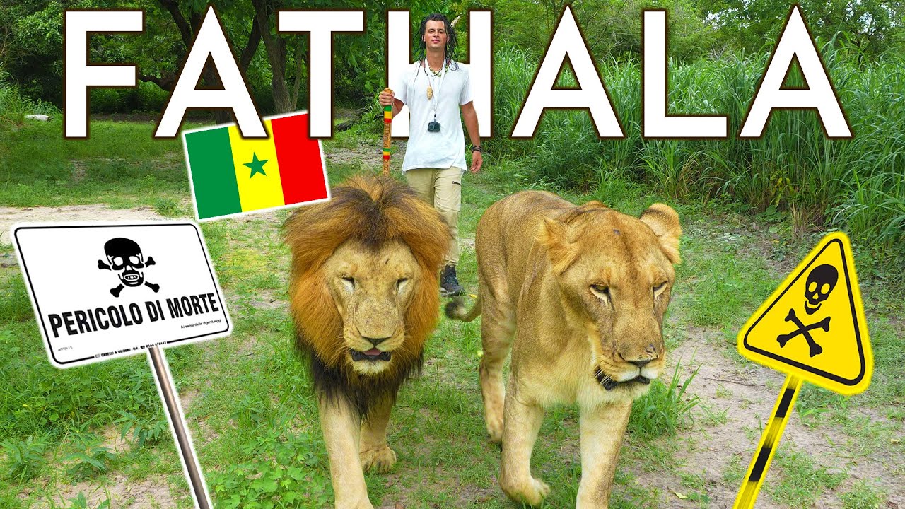 Sono il RE LEONE del SENEGAL🇸🇳 - YouTube