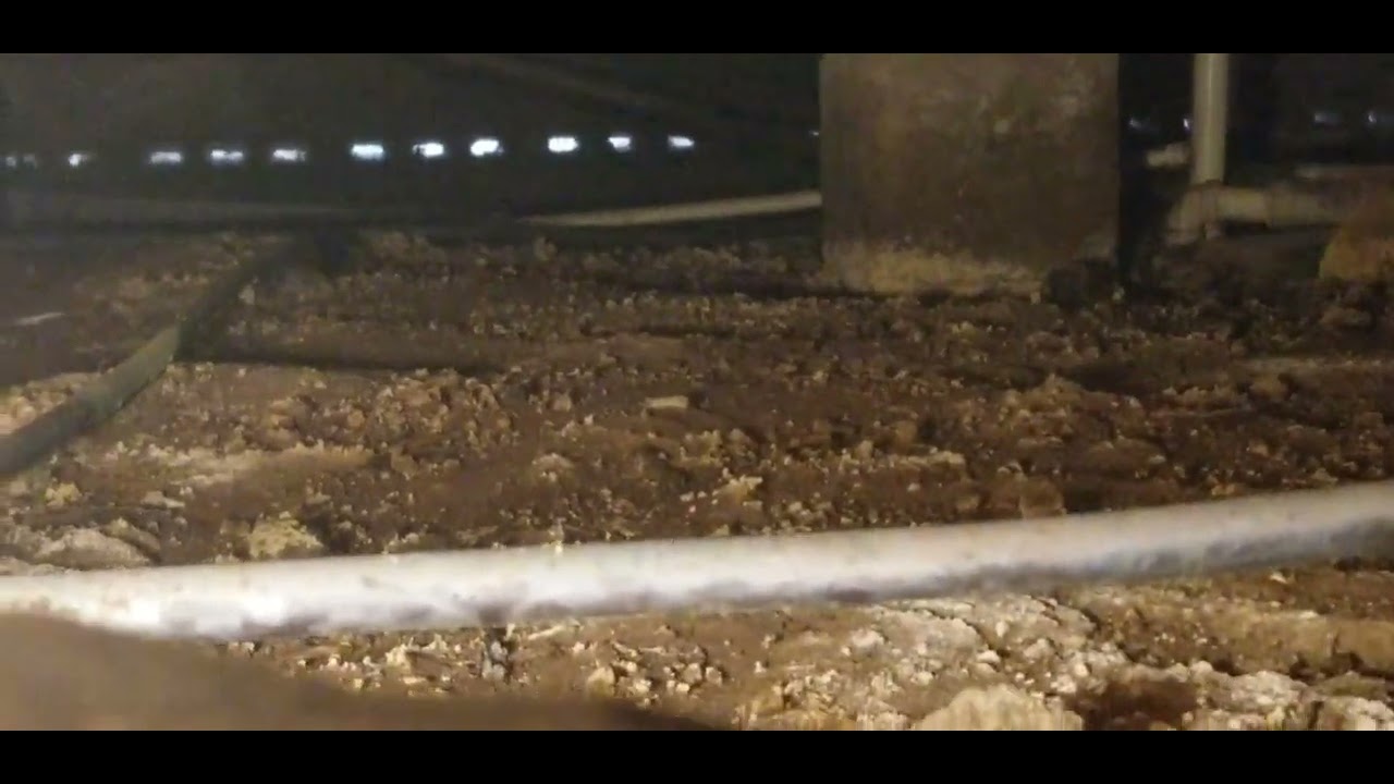 Crawlspace Fun - YouTube