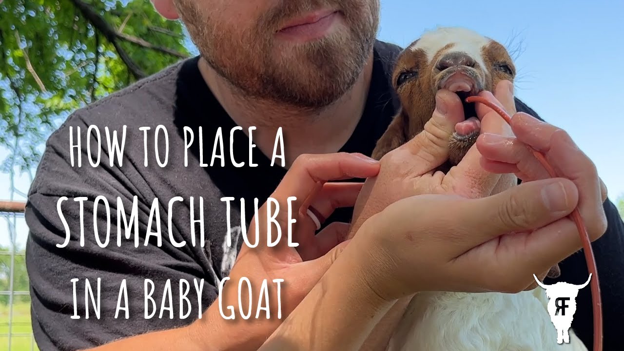 How To Place A Stomach Tube In/Tube Feed A Baby Goat - YouTube