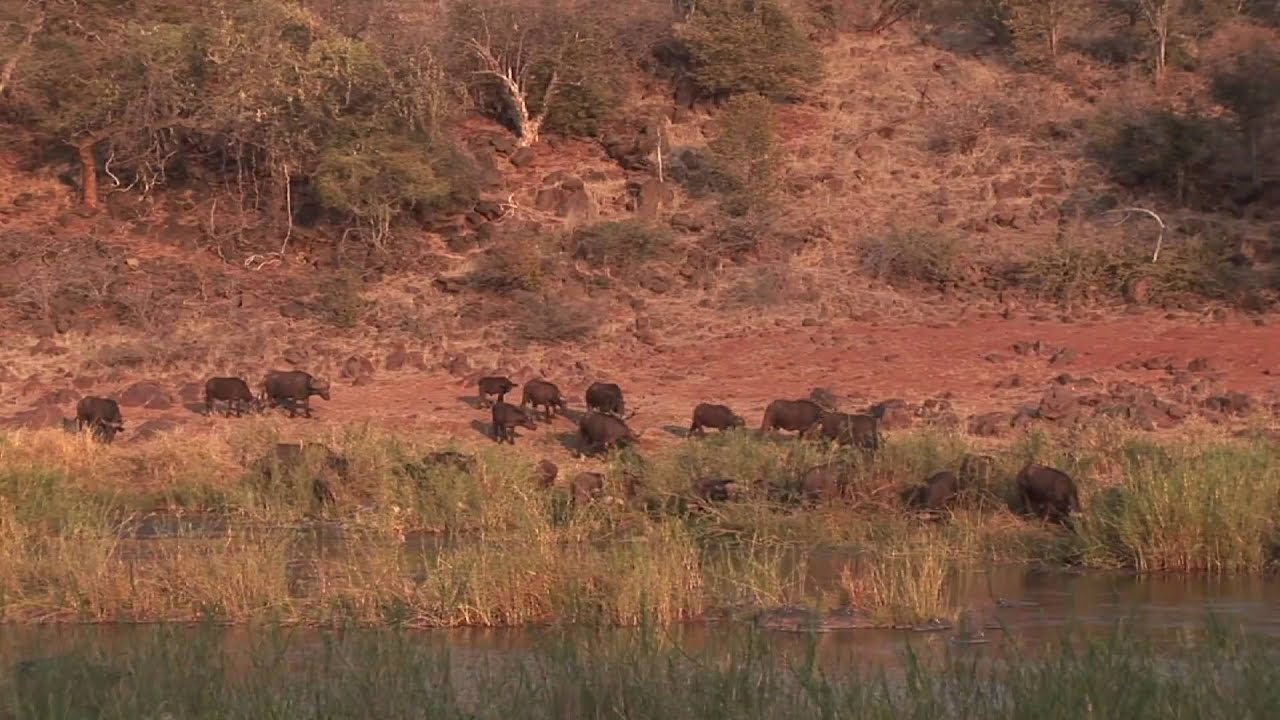 Hunting Makuya-H.264 10.3Mbps.mov - YouTube