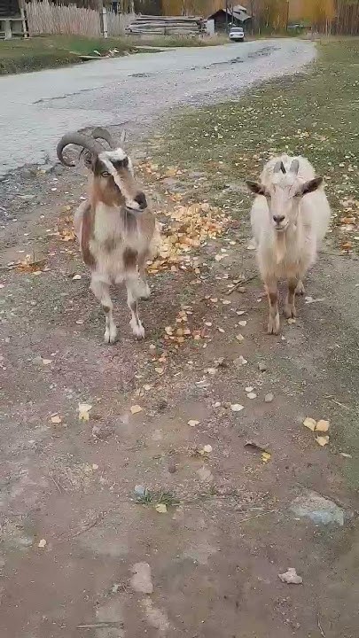 Иногда "козлы" бывают добрые #козлики #Road #goats # - YouTube
