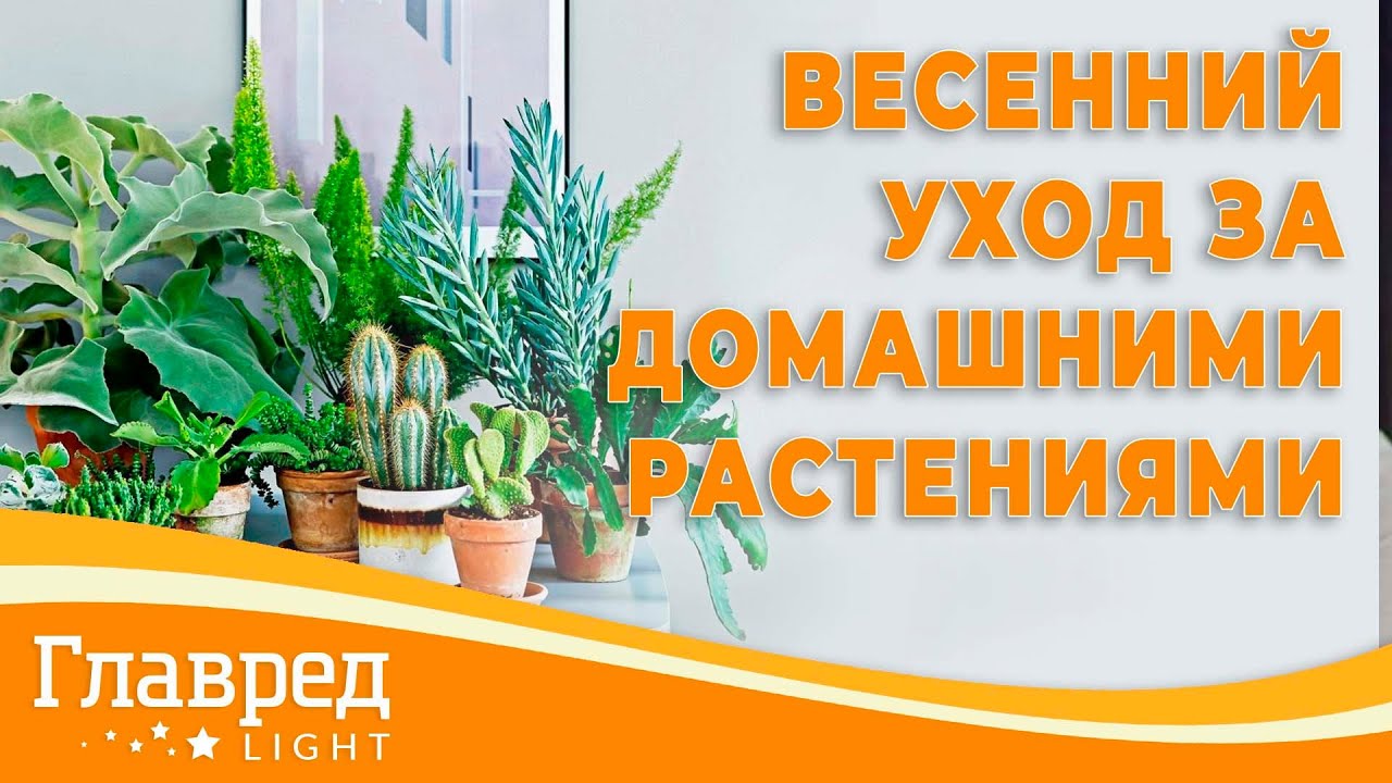Весенний уход за домашними растениями Youtube
