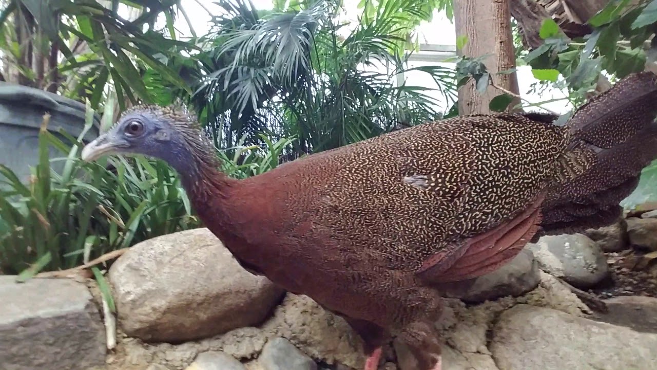 viscous bird attack on camera !! Warning (bird is not very cute!) - YouTube