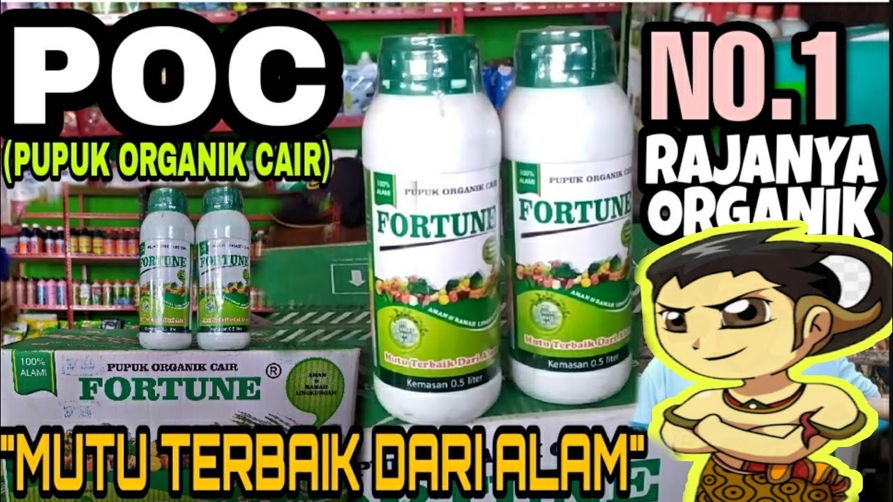 POC FORTUNE || RAJANYA ORGANIK - YouTube