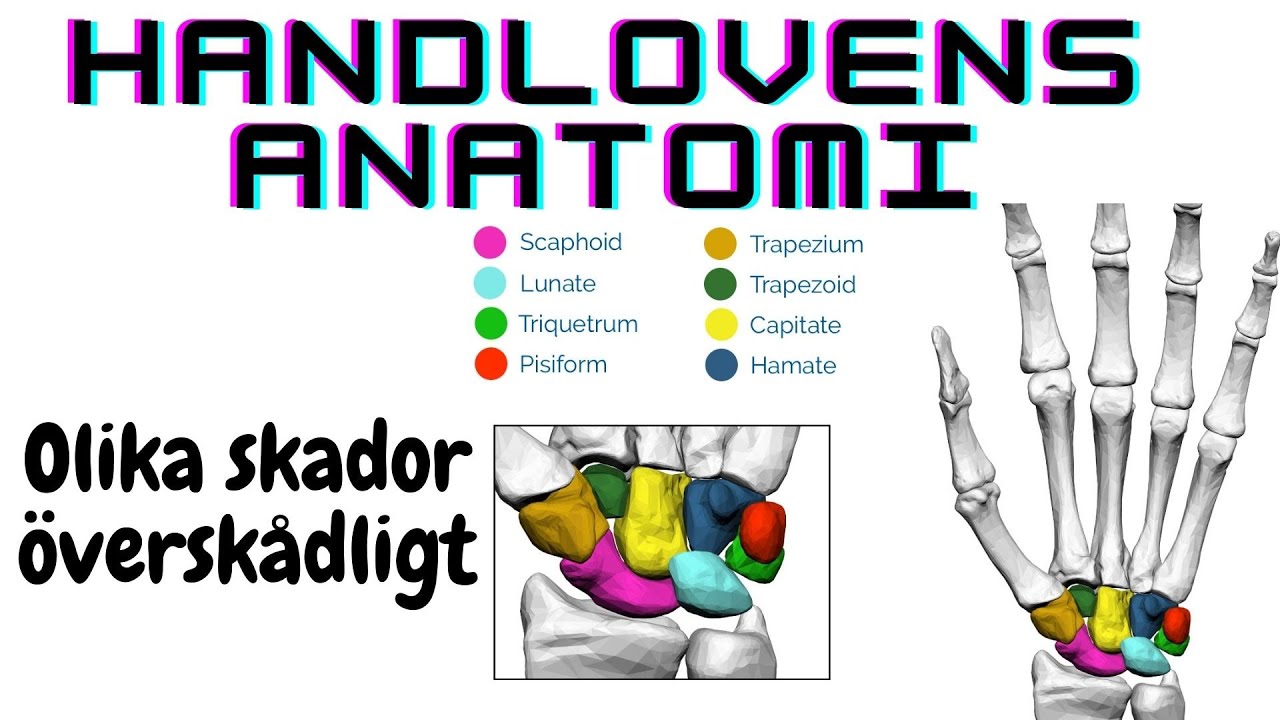 handledens anatomi handlovsbenen överskådlig genomgång - YouTube