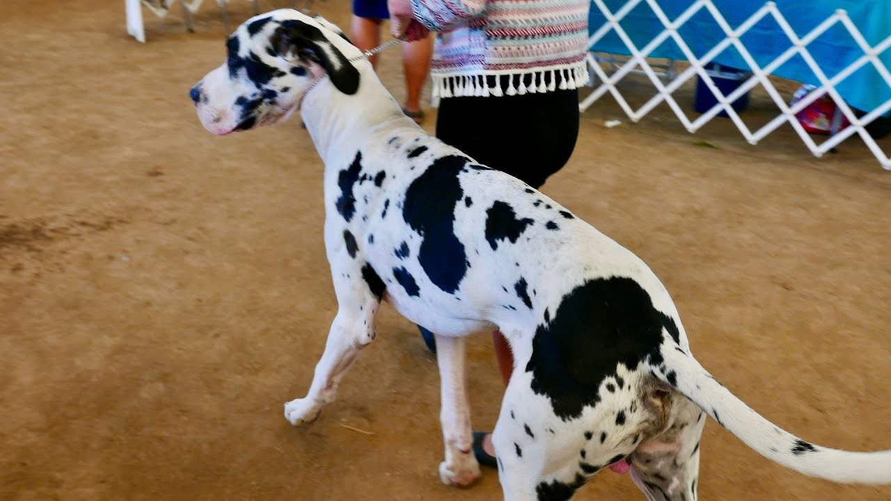 Title Great Dane Cinema Hosting a Dog Movie Night - YouTube