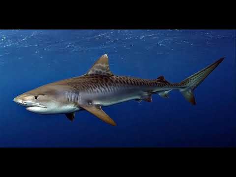 Tiger Shark From Blue Planet Archive - YouTube