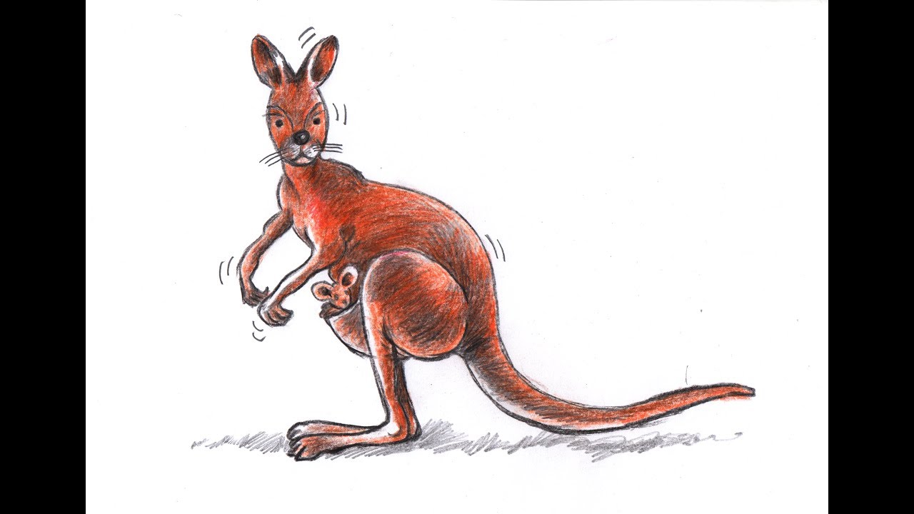How To Draw A Kangaroo step by step easy for kids. - YouTube
