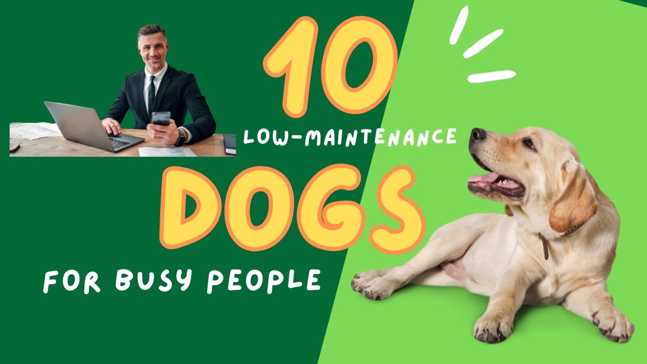 Top 10 Low-Maintenance Dogs for Busy People 🐕💼 | Perfect Pets for ...