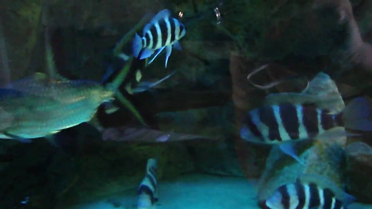 Frontosa Burundi fry - YouTube