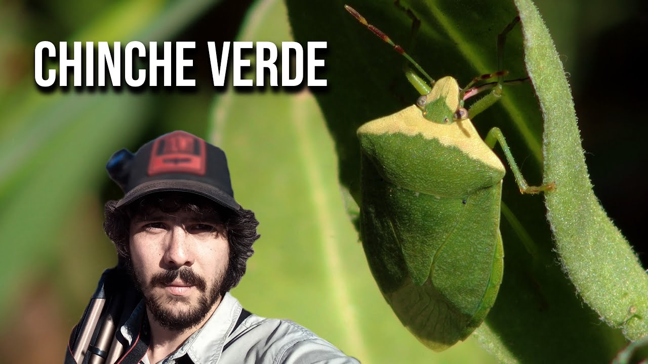 Chinche verde 4K (Nezara viridula) Southern green stink bug, Percevejo ...