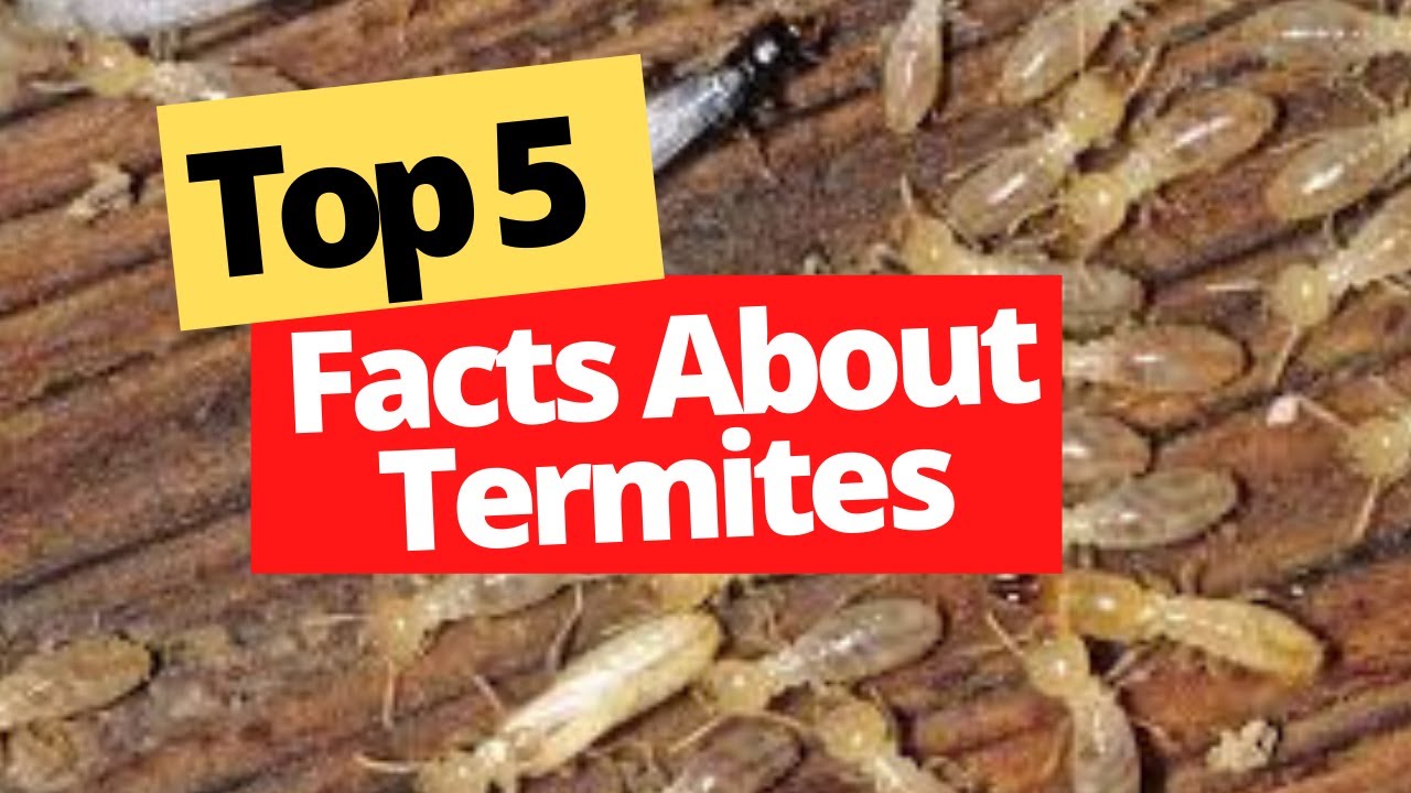 5 Interesting facts about termites - YouTube
