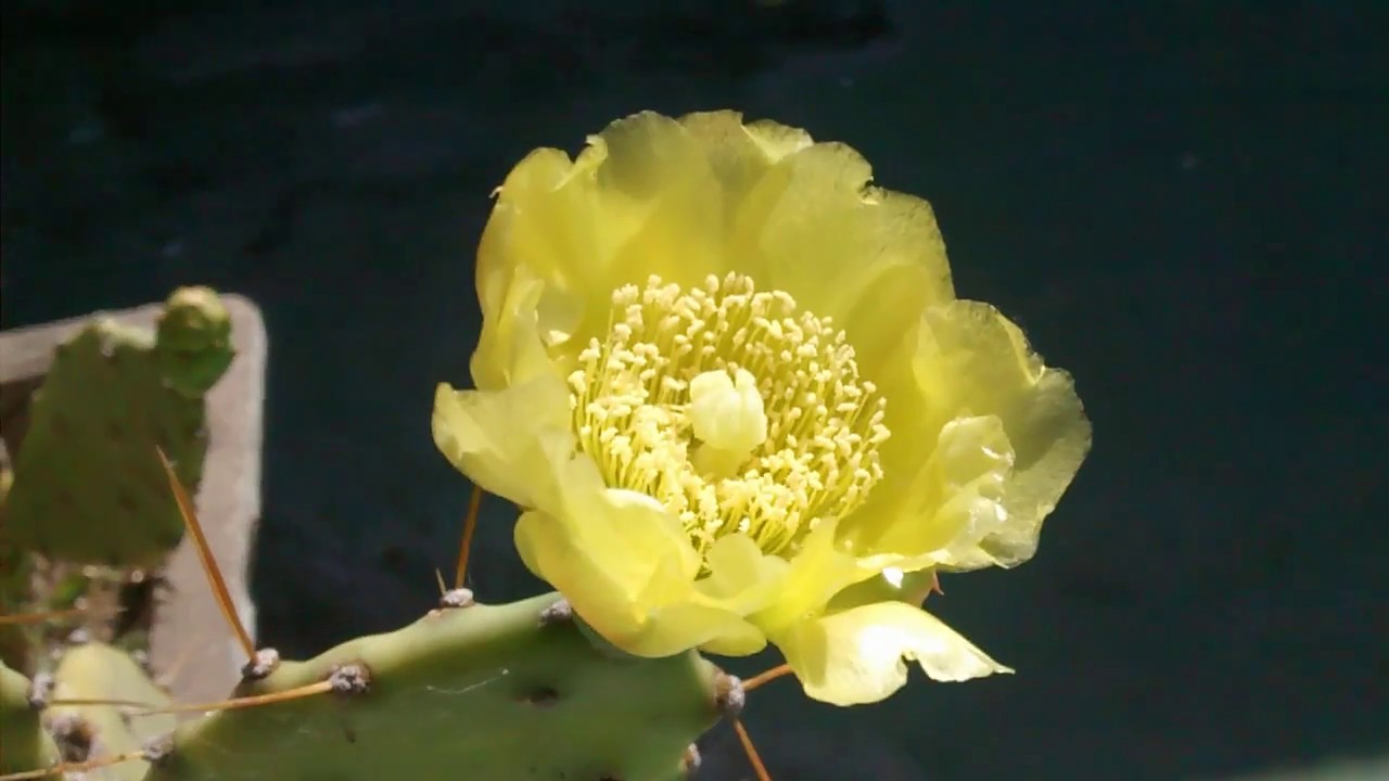 Flor de nopal 20171126_1640 - YouTube