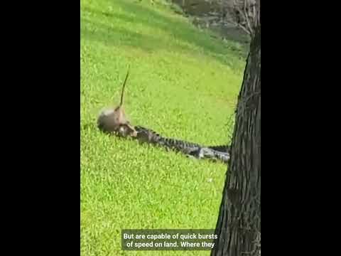 Alligators in Florida attack an opossum. - YouTube