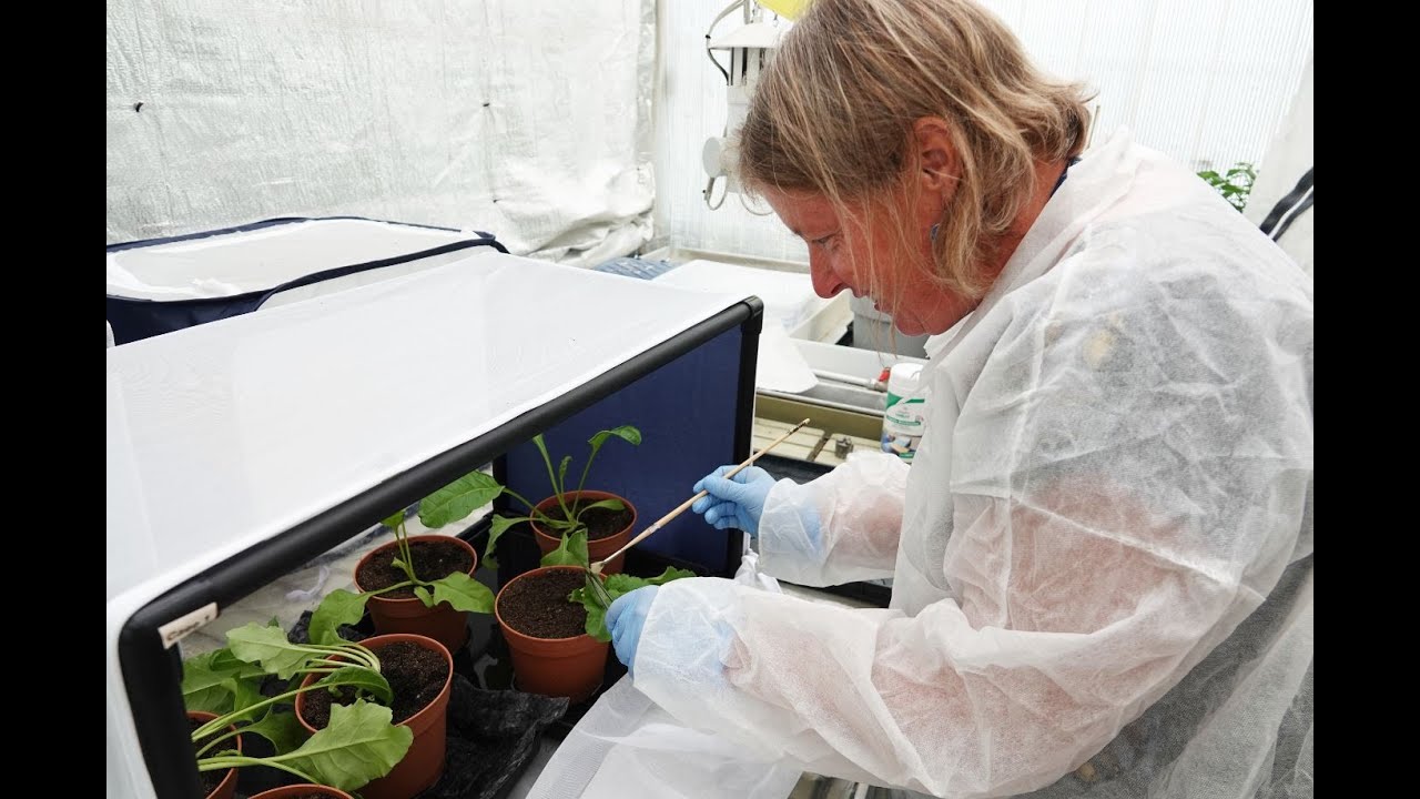 Resistance testing of sugar beet varieties to yellowing virus at GEVES ...