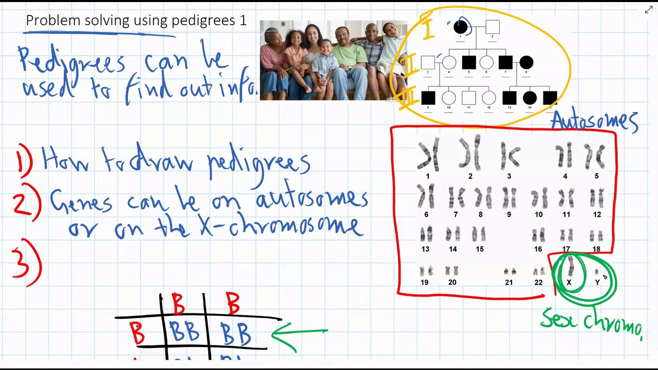 Problem Solving with Pedigrees 1 - YouTube