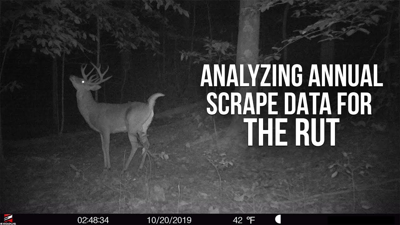 Analyzing Annual Scrape Data for Deer Hunting in THE RUT! - YouTube