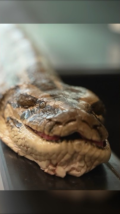 19 feet! Longest Burmese python ever captured in Florida - YouTube