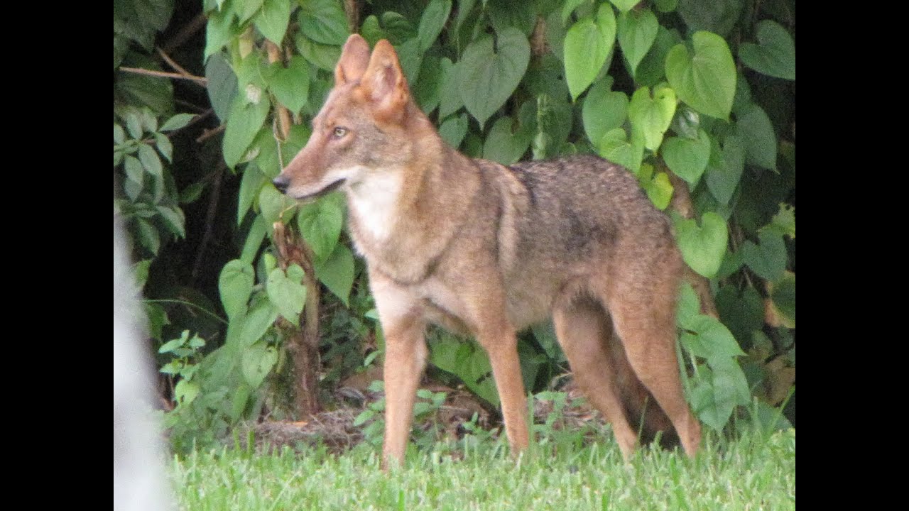 Coyotes of Florida - YouTube