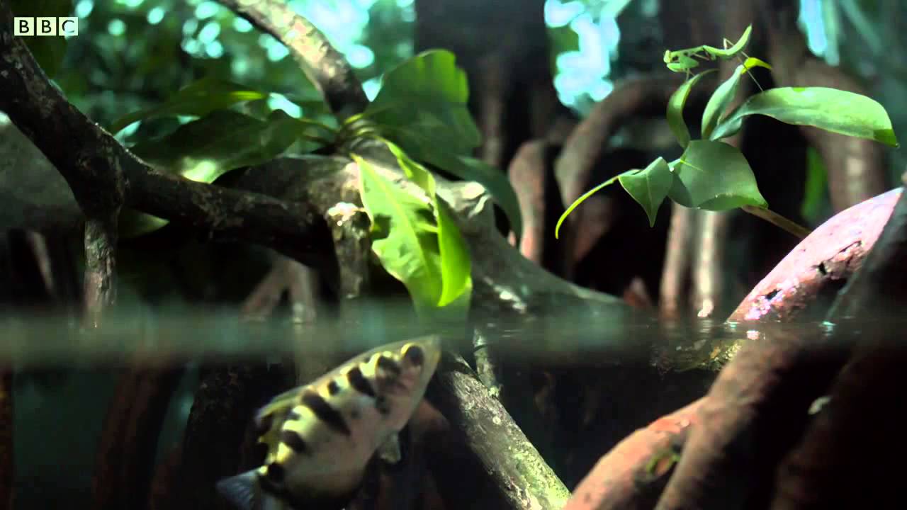 Asian Archer Fish (BBC Life Story) - YouTube
