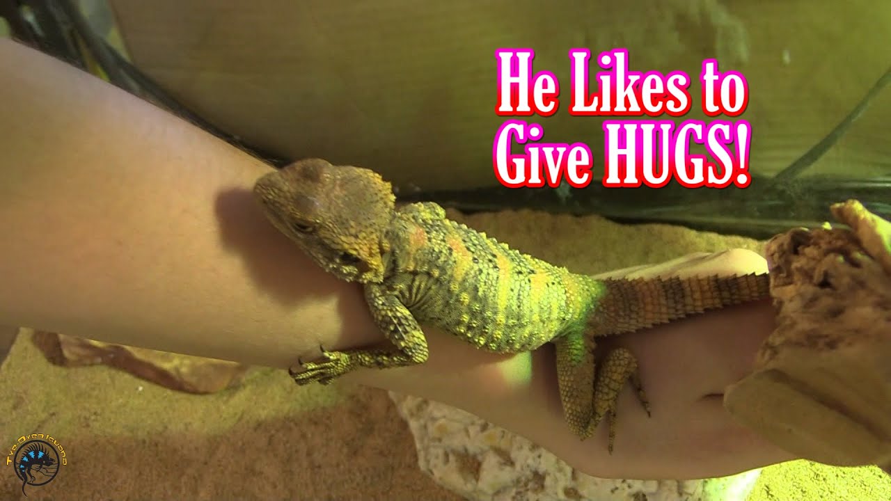 Artistic Lizards? 🎨🦎 Showing Off Our Beautiful Painted Agamas Who'd ...