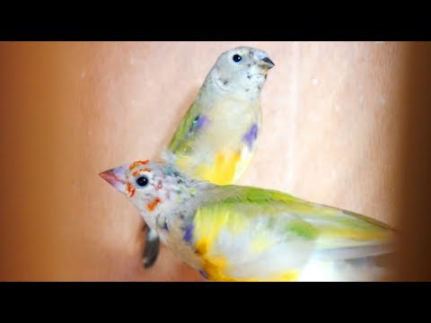 Gouldian Finch Babies Getting Their Adult Colours - Adorable - YouTube