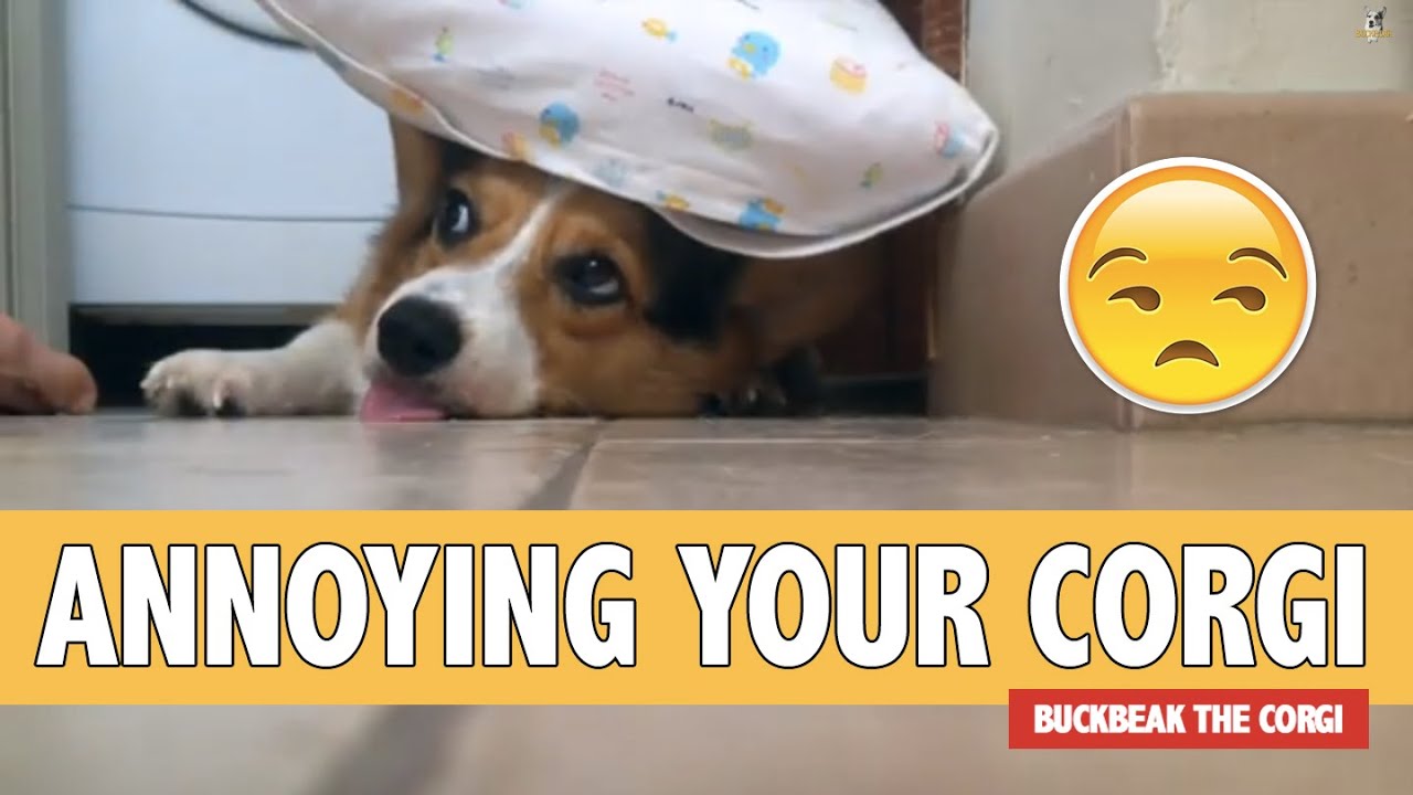Buckbeak The Corgi: Annoying Your Corgi - YouTube