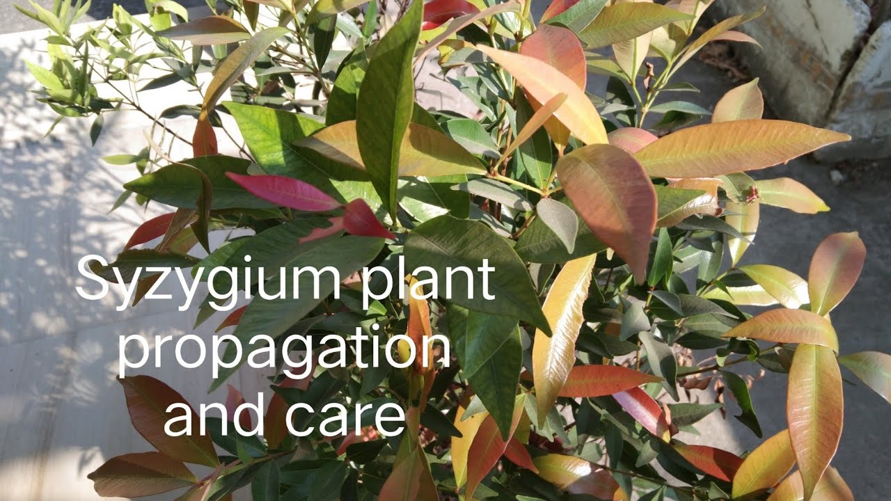 How to grow 🪴 care and propagate Syzygium plant / Christina Ficus - YouTube