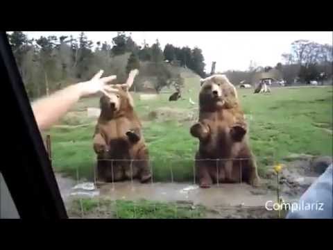 Hayvanlar Aleminin En Komik Görüntüleri - Ne Güldük Be