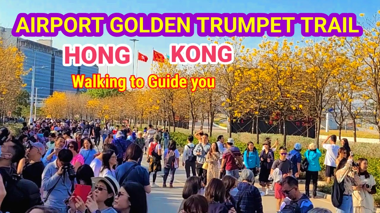 Airport Golden Trumpet Trail in Hong Kong #goldentrumpettree #tabebuia ...
