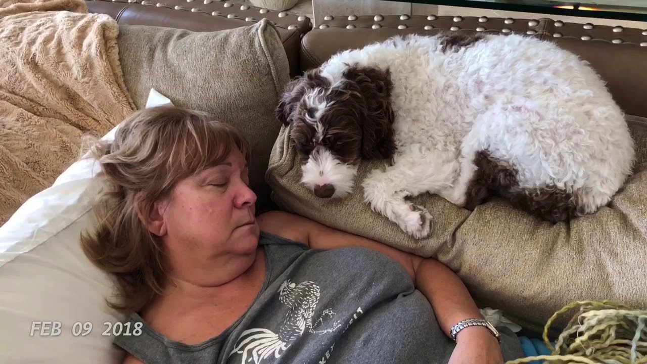 Springerdoodle - YouTube