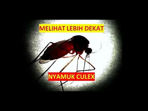 MELIHAT LEBIH DEKAT NYAMUK RUMAHAN / CULEX - Digital Magnification 40x ...