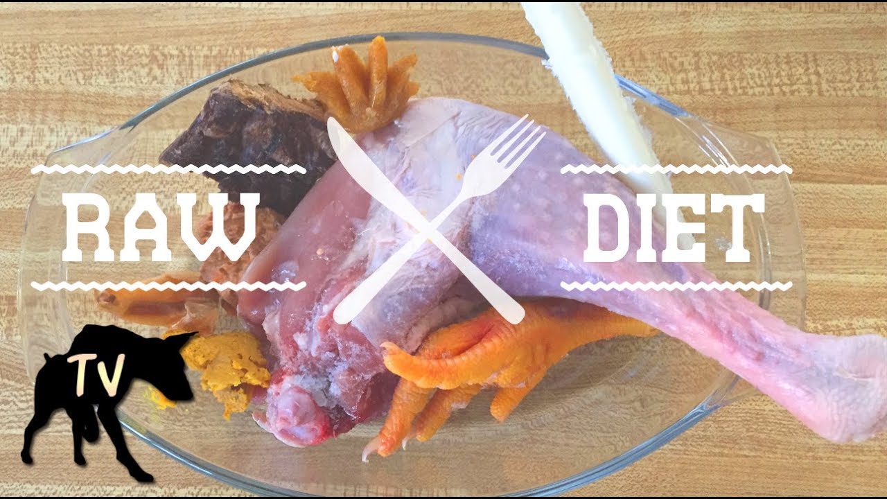 Close up dog eating raw meat Mukbang - YouTube